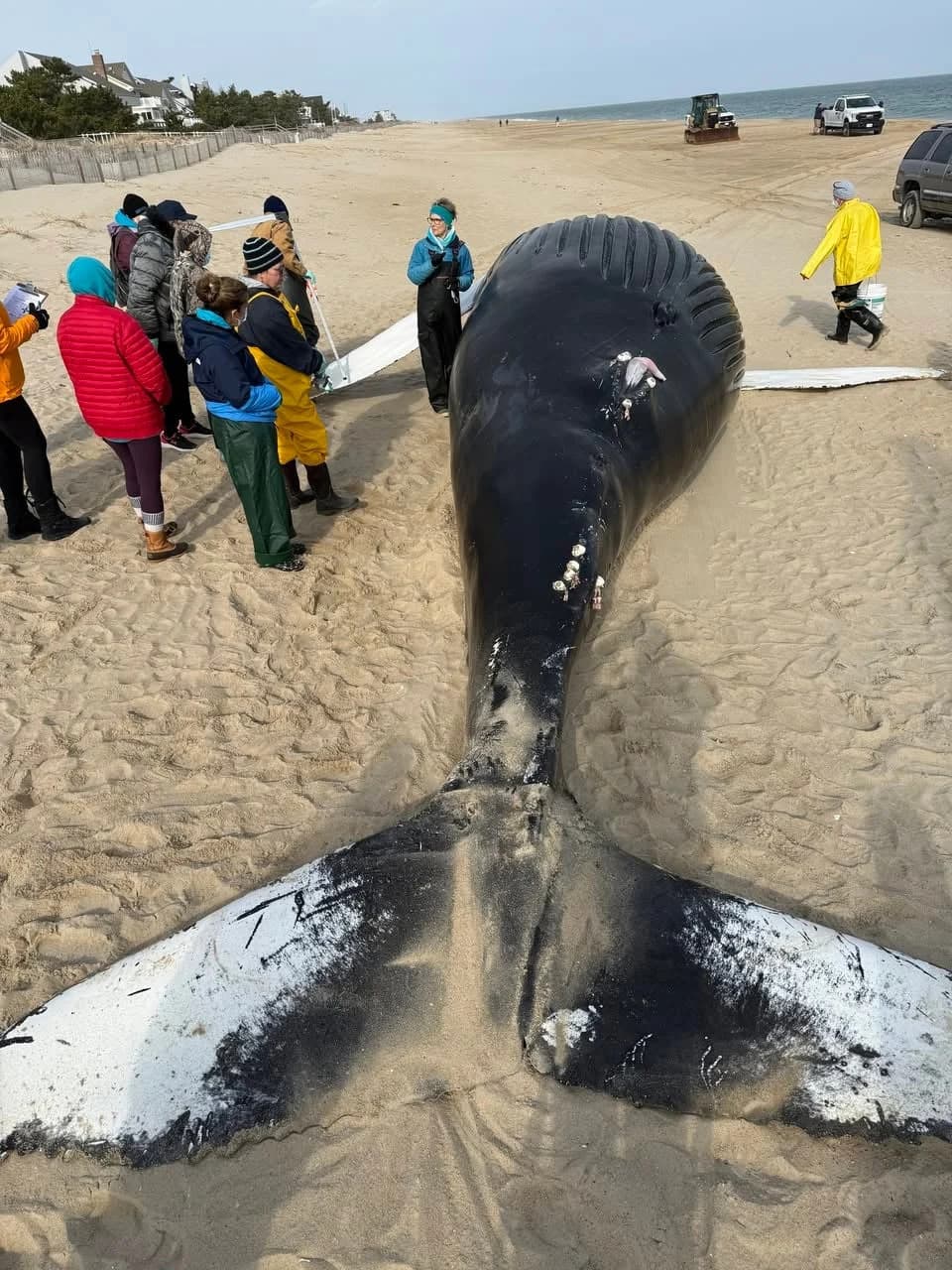 Photos: 32‑Foot Humpback Washes Ashore In Delaware After Suspected Ship ...