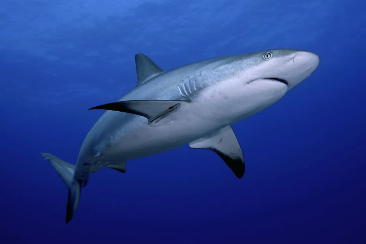 Minnesota Grandmother, 56, Dies After Suspected Shark Attack While ...