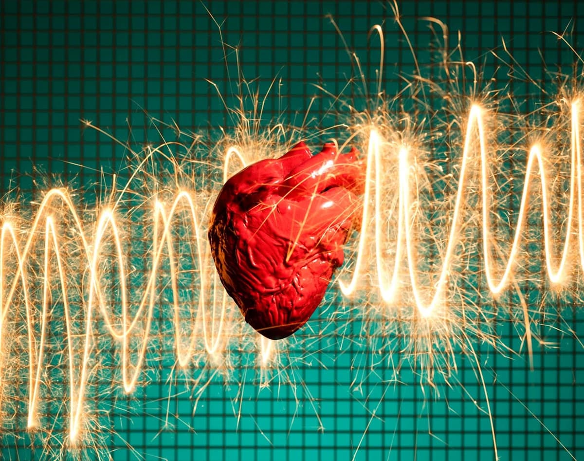 New Study Finds Human Hearts Can Regrow Muscle Cells After a Heart ...